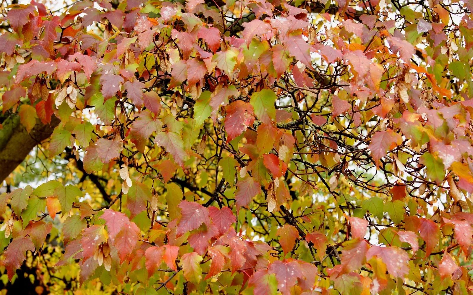 Acer Ginnala, Amur Maple 25 seeds. Vivid scarlet in the fall ...